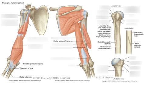 Distal Humerus Anatomy Muscles