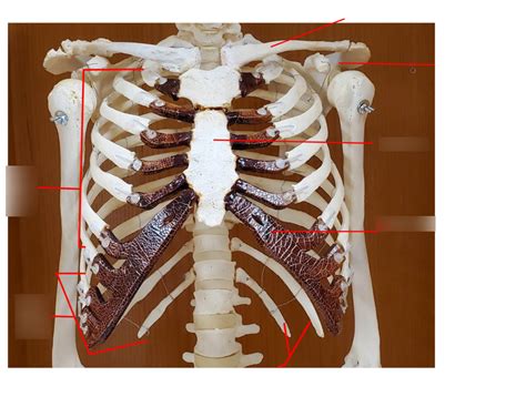 Thorax Diagram Quizlet Thorax Diagram Quizlet
