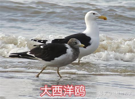 98图带您了解各种各样的鸥鸟 知乎