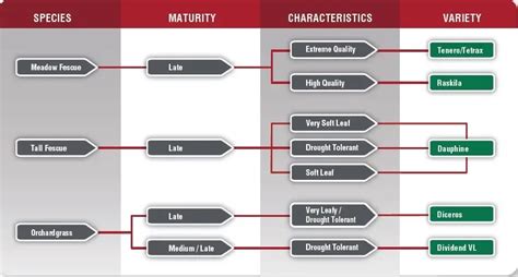 Forage Grass Seeds Quality Seeds