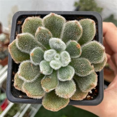 The Comprehensive Guide To Doris Taylor Succulent Natures Soft Marvel