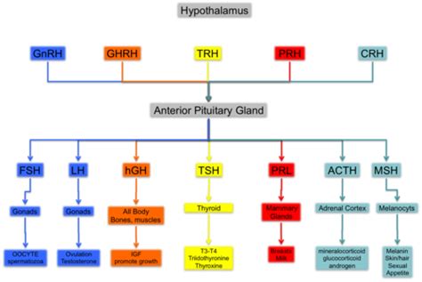 Pituitary Gland Flashcards Quizlet