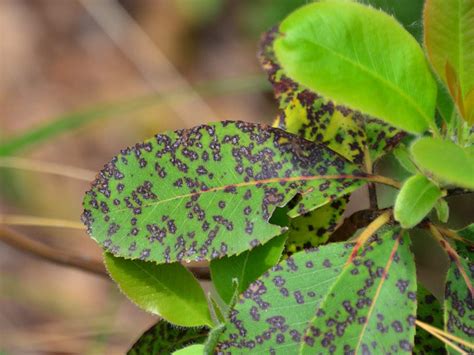 Downy Mildew Techniques And Organic Treatment To Avoid It