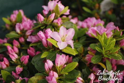 Azalka Japonská ‘kermesina Rosé Zahradnictví Bouchalovi