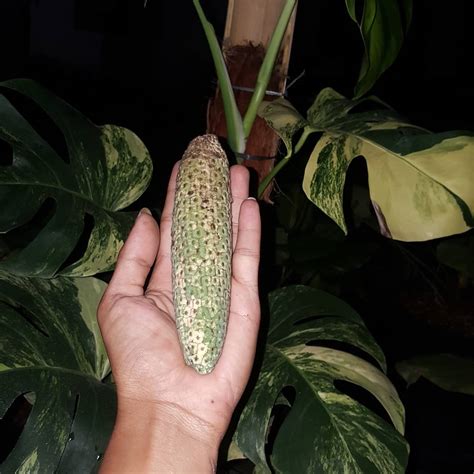 Monstera Seeds Harvesting Growing And Buying Guide Plants Craze