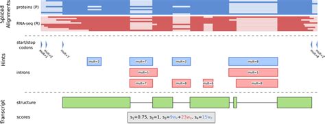 Example Of How Extrinsic Evidence In Form Of Spliced Alignments From Download Scientific