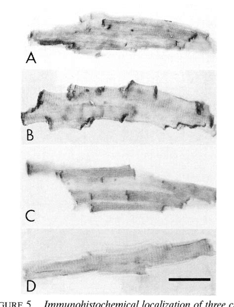 Figure 6 From Cardiac Myocytes Express Multiple Gap Junction Proteins