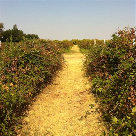 Blackberry Patch Photography