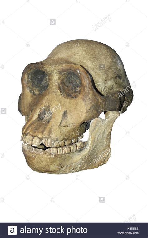 Australopithecus Boisei Skull Cut Out Stock Images And Pictures Alamy