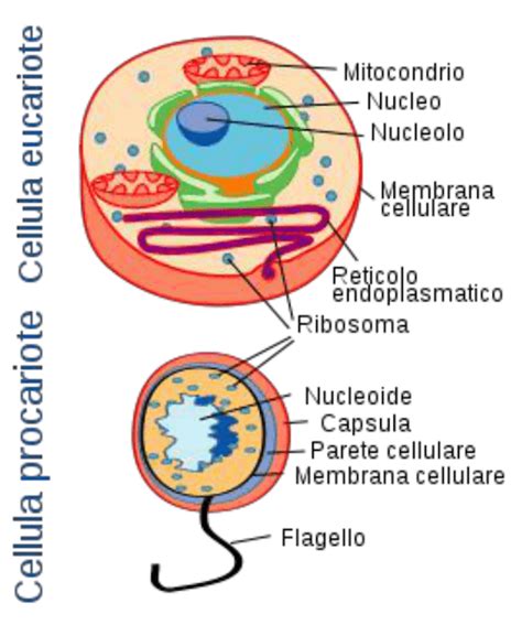 Differenze Tra Cellule Eucariotiche E Procariotiche Biologia Della