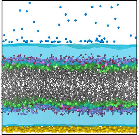 1 Snapshot Of A Simulation Of A Supported Membrane In Collaboration