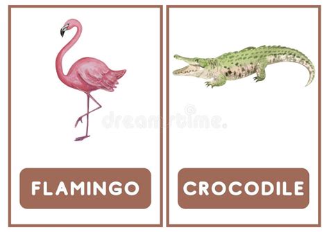 Brown Simple Wild Animals Flashcard 7 Stock Illustration