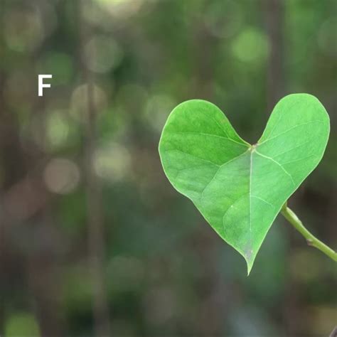 Leaf Technologies On Linkedin Leaftech Digitaltransformation