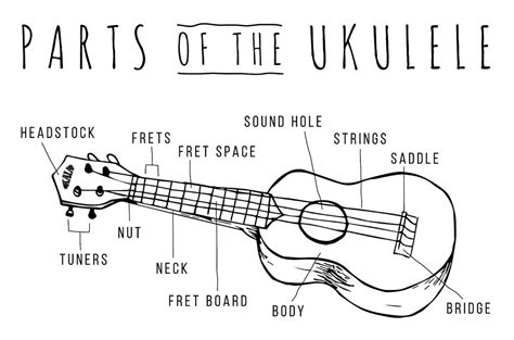 Ukulele Frets Labeled