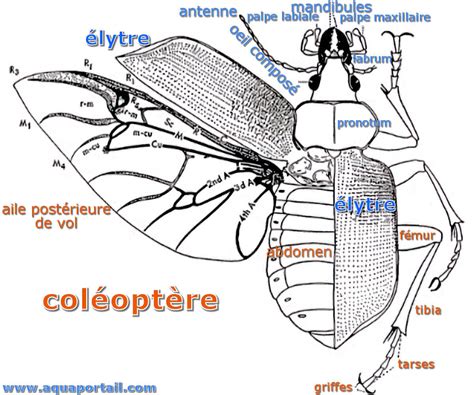 Élytre Définition Illustrée Et Explications
