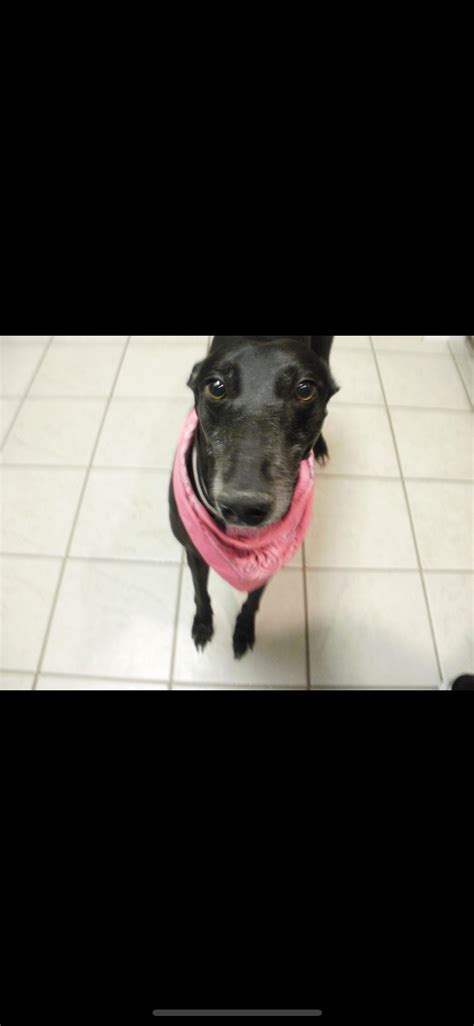 Long Old Lady Scrolller