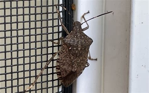 How To Trap Box Elder Bugs In House At Brad Hewitt Blog
