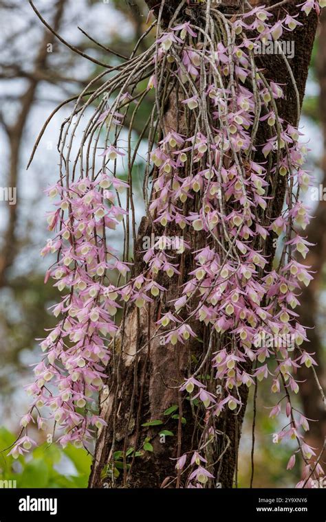 India Assam Manas National Park Dendrobrium Aphyllum Orchid Foxtail Hanging In A Tree