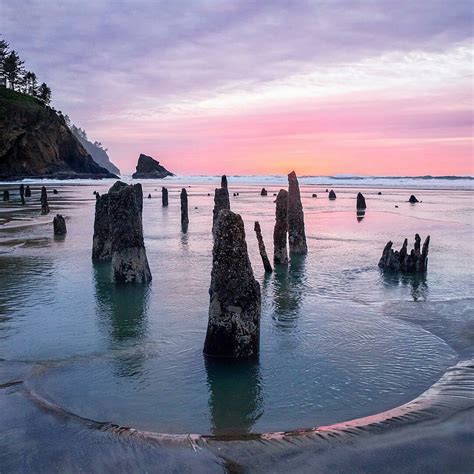 The Neskowin Ghost Forest Of Oregon Is Incredible That Oregon Life