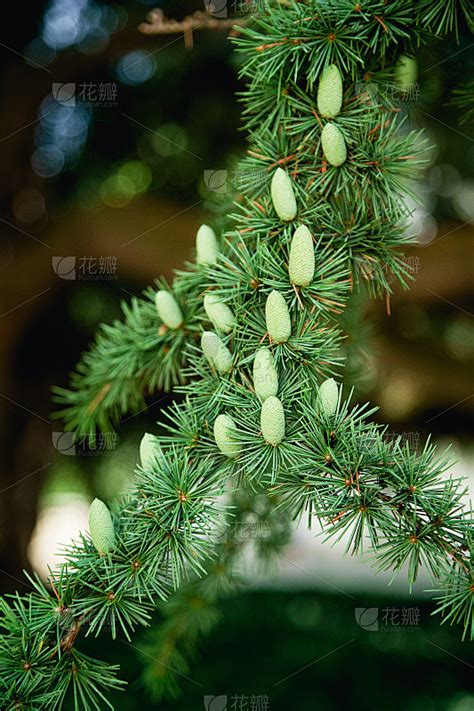 黎巴嫩雪松的绿色球果