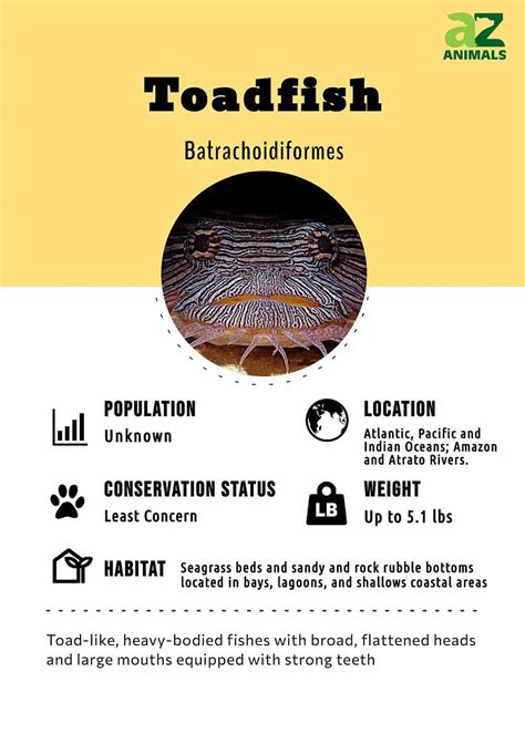 Toadfish Fish Facts A Z Animals