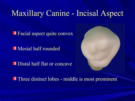 Maxillary And Mandibular Canines Ppt