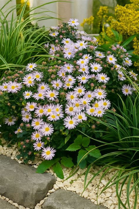Wild Aster Stardust Aster Ageratoides Stardust Kaufen