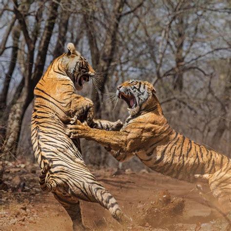 Cool Tiger Pics Fighting
