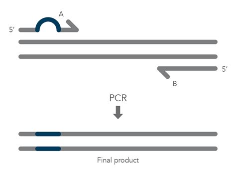 Purpose Of Site Directed Mutagenesis Design Talk