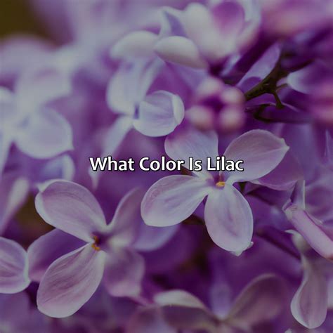 What Color Is Lilac