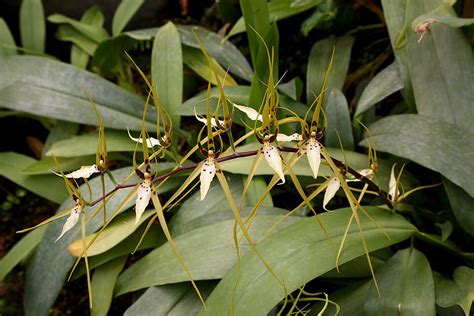 Brassia Arcuigera Care Propagation And Tips Viriar Viriar