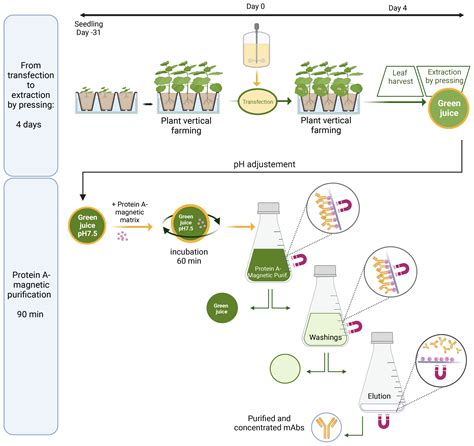 Bioresource Antibody Purification Methods