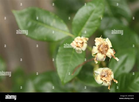 Dead Heading Roses On Rose Bush With Pruning Secateurs In British Garden Daytime England Uk