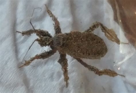 Masked Hunter Bug In House Quick Solutions And Prevention Tips What