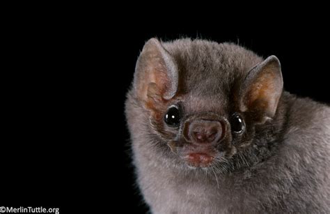 Vampire Bat Feeding