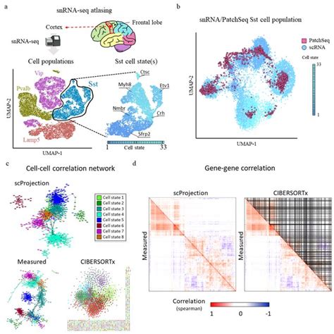 Projection Of Patch Seq Rna Links Molecular Measurements To