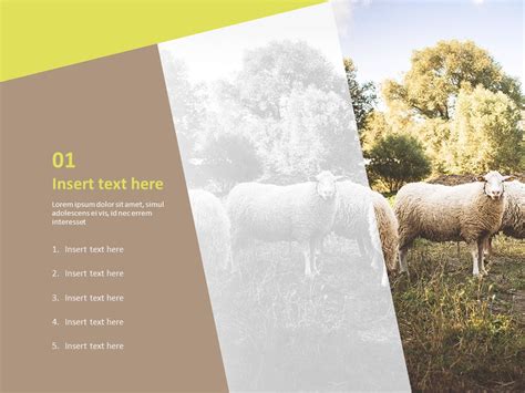 Free Ppt Sample A Flock Of Sheep