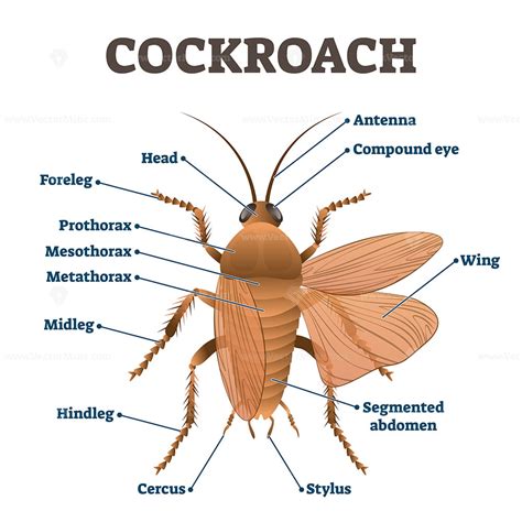 Cockroach Vector Illustration Vectormine