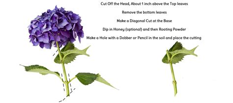 How To Propagate Hydrangea For Uk Gardeners
