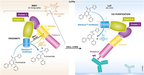 Two Protein Protein Interaction Assays In One Go Molecular Systems