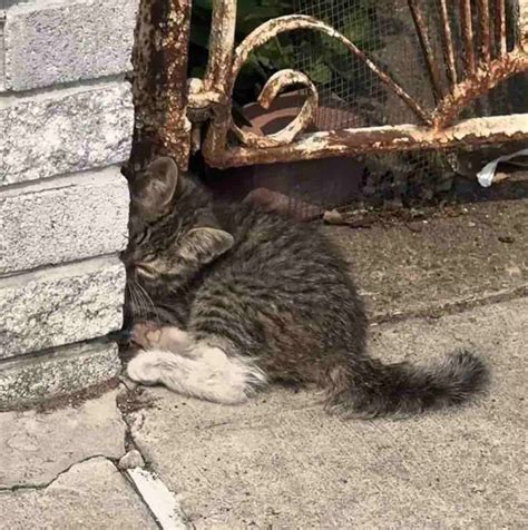 Fluffys Transformation From The Brink Of Death To The Lap Of Luxury