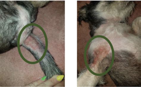 Bacterial Pyoderma Flashcards Quizlet