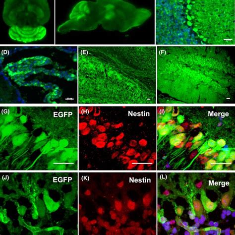 Direct Observation Of Foxn1nub6‐tgcag‐egfp Mice Under Fluorescence