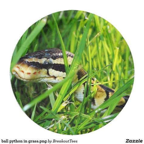 Ball Python Snake In The Grass Python Snake