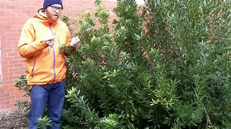 A Pacific Wax Myrtle Hedge Fast Native Low Effort Privacy Openlearning Blog