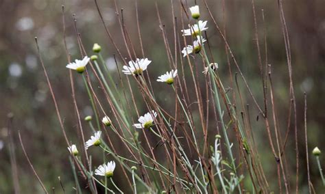 What Is Pyrethroid Insecticide