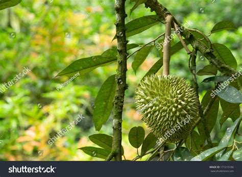 Fresh Durian In The Orchard Ppt Template 86 Crystalgraphics