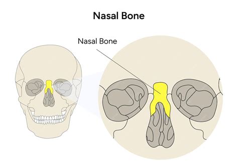 Premium Vector Anatomy Human Skull Infographic Nasal Bone