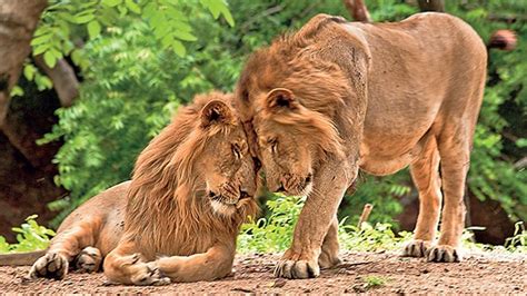 Petition · Relocate And Save The Asiatic Lion From Extinction India