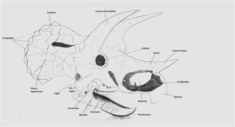 Paleo Vertebrados RotulaciÓn Dinosauria Triceratops El Ornithischia
